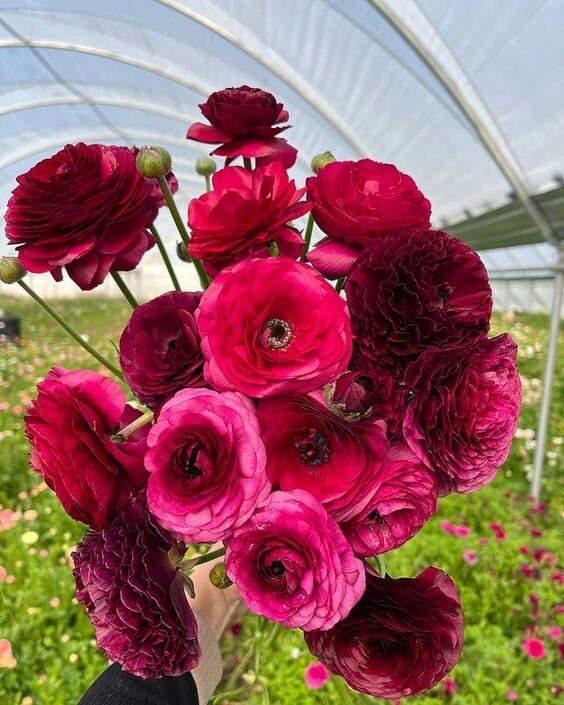 Ranunculus Amandine violet Corms Large Double - Etsy