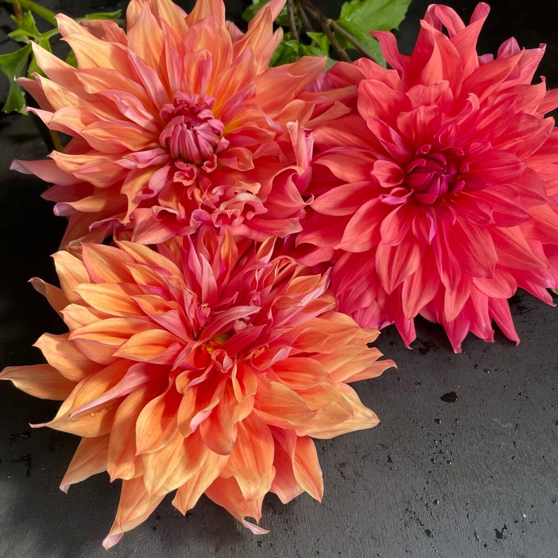 Dahlia 'belle of Barmera' Tuber Beautiful - Etsy
