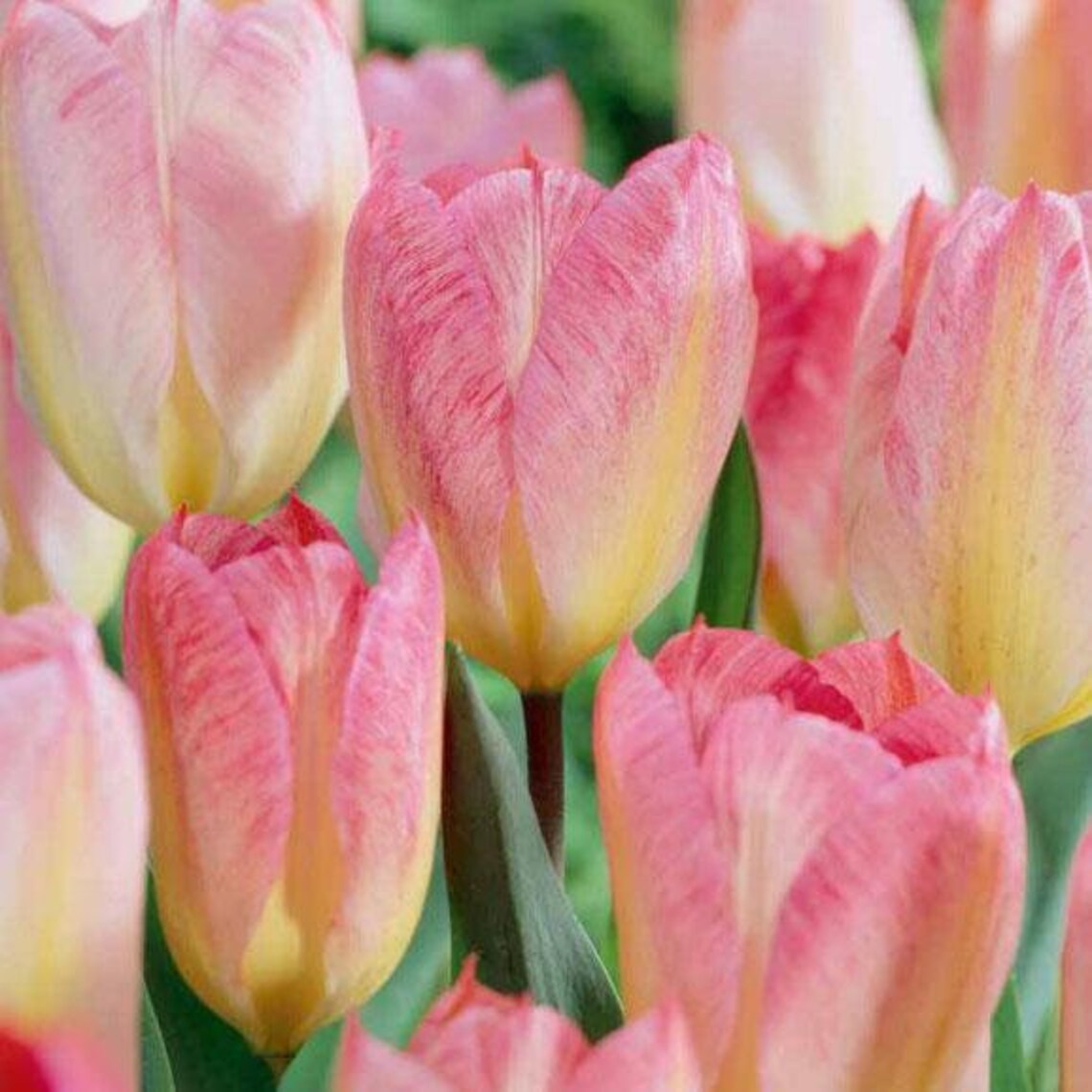 Tulip Flaming Emperor bulbs Tulipa Fosteria 12/ | Etsy