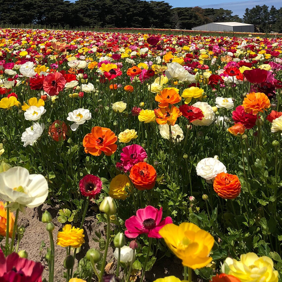 Ranunculus corms in mixed colors Garden ranunculus renoncule | Etsy