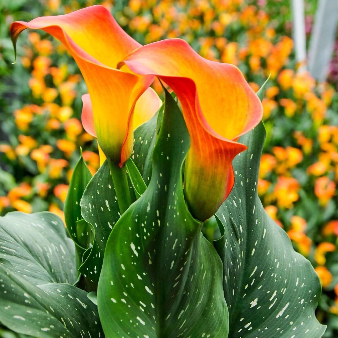 Calla Lily 'morning Sun' zantedeschia Arum Lillies - Etsy Calla Lily 'morning Sun' zantedeschia Arum Lillies - Etsy