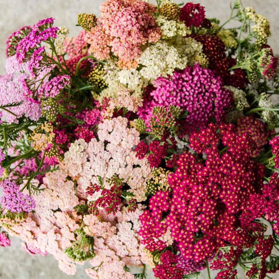 Yarrow summer Berries Seeds Mix achillea Millefolium Rose-pink, Apricot ...
