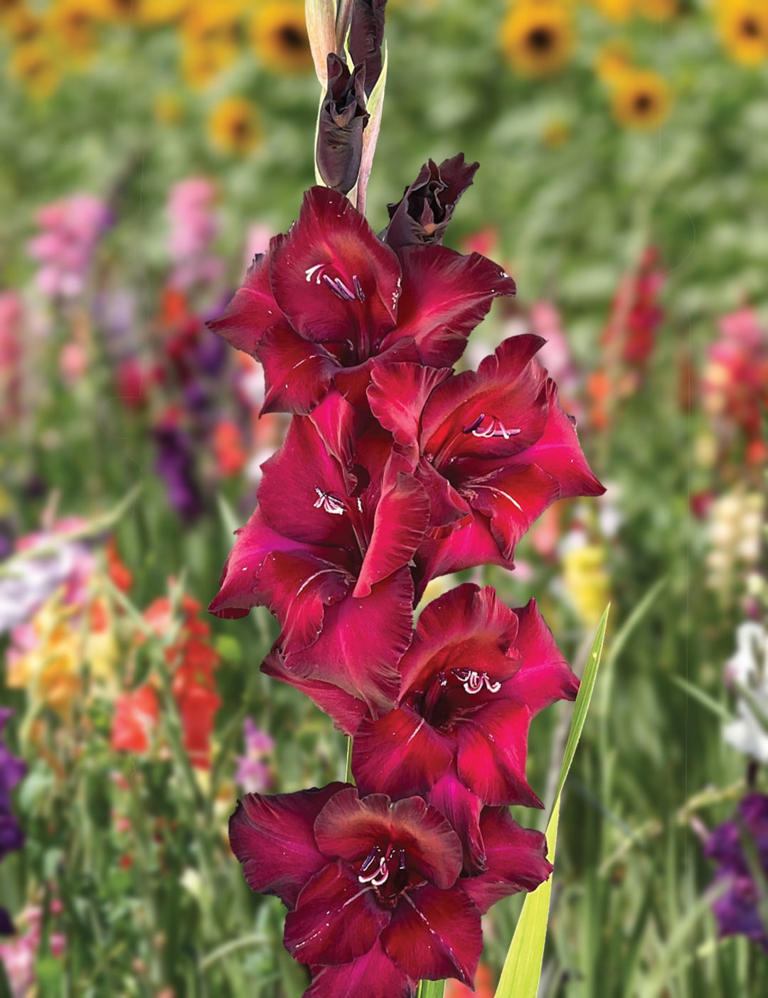 Red Gladiolus Plant