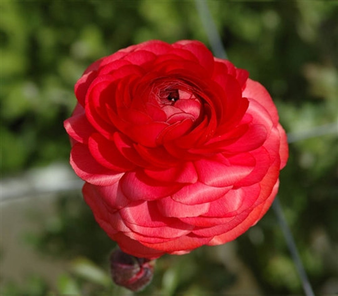 Ranunculus Pauline carmine Corms Flower Bulbs - Etsy