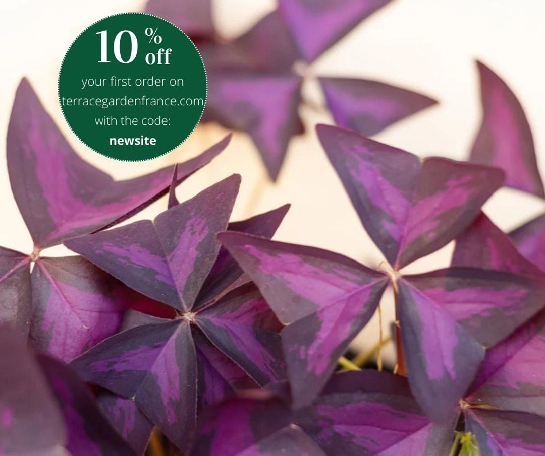 Oxalis Triangularis bulb/corm Wood Sorrel, Purple Shamrock Easy to Grow ...