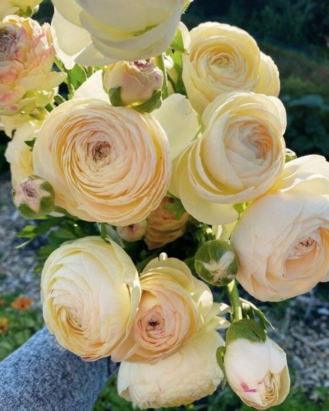Ranunculus Romance™ hydra® Corms renoncule - Etsy
