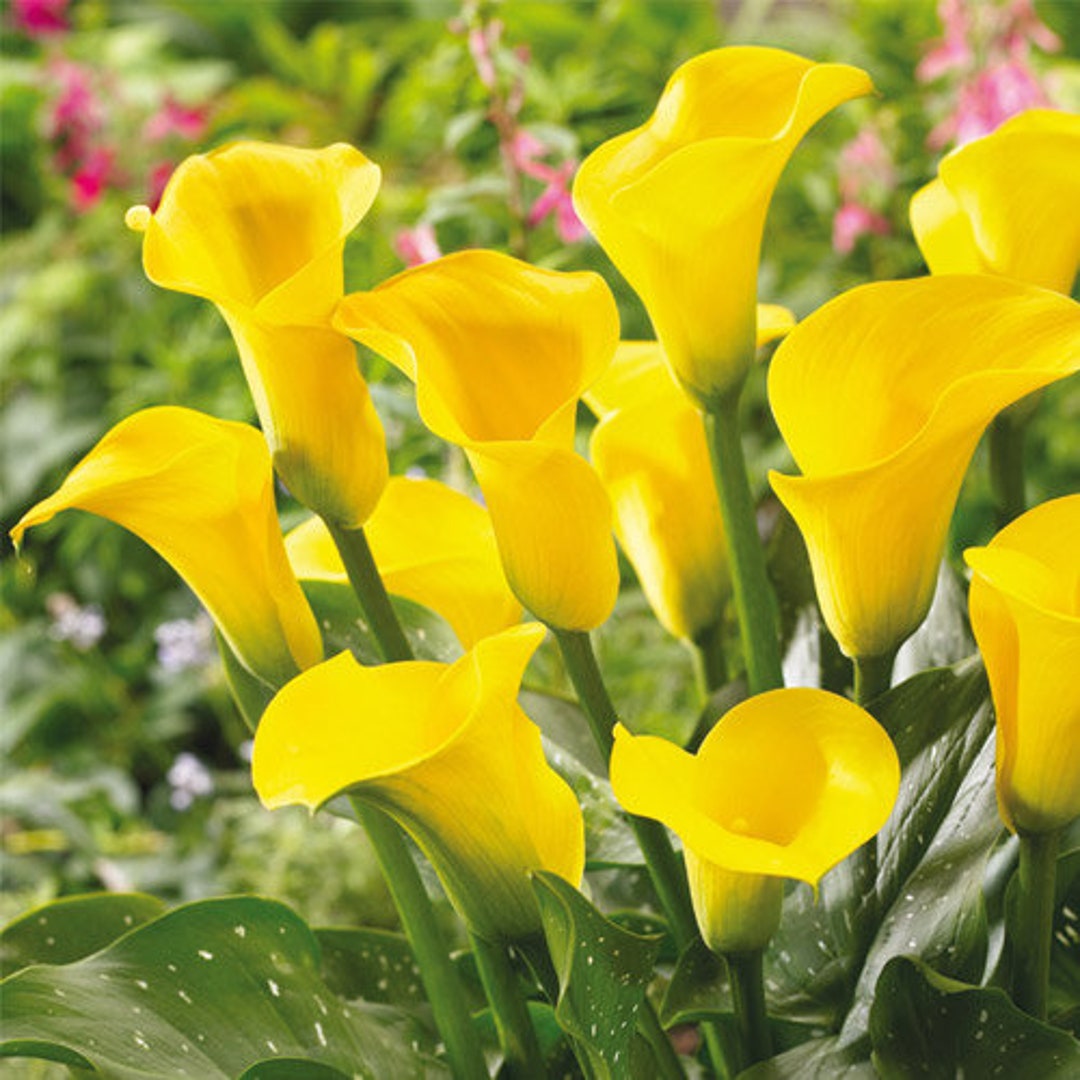 Calla Lily gold Label zantedeschia Arum Lillies - Etsy Calla Lily gold Label zantedeschia Arum Lillies - Etsy