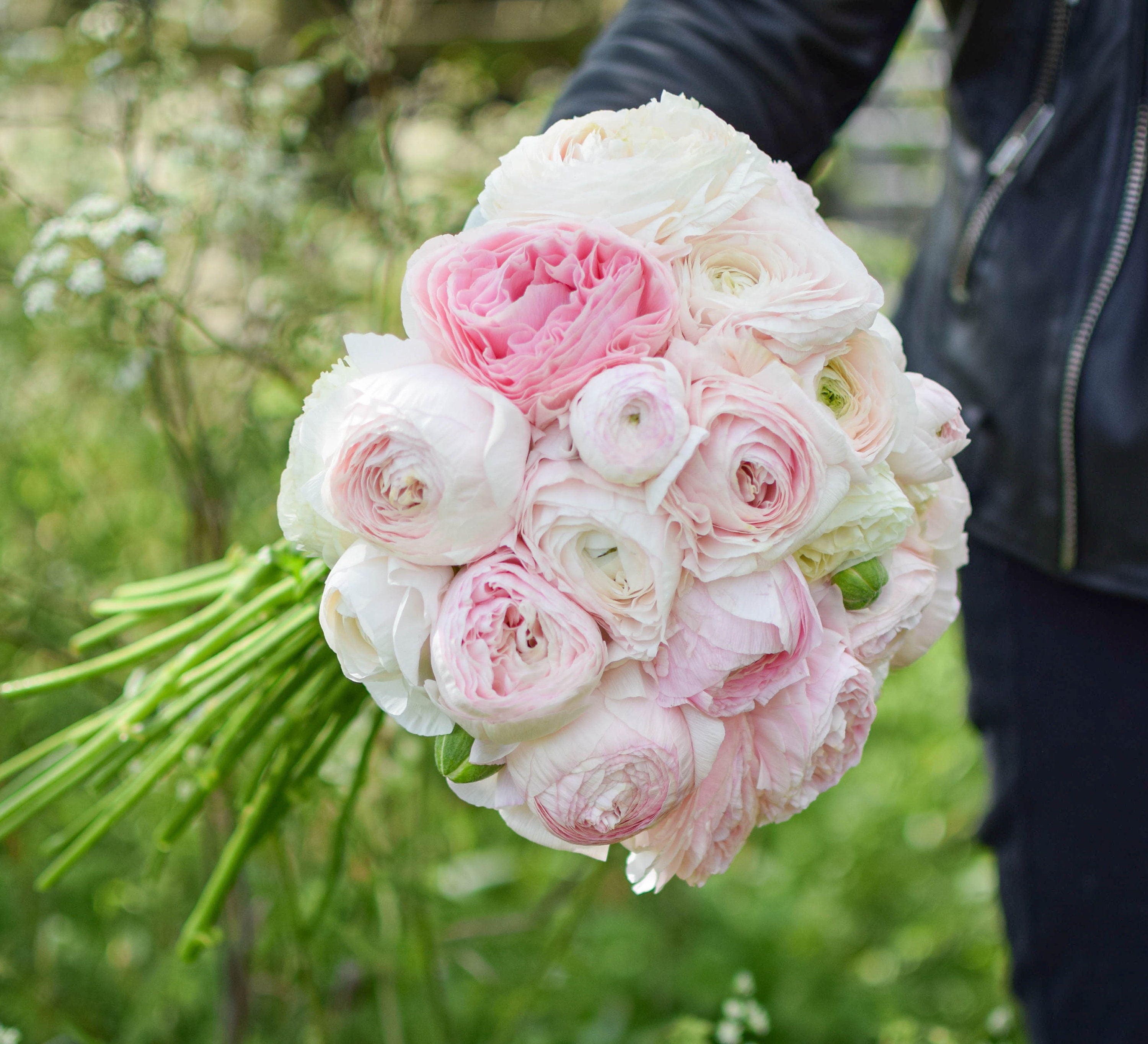 Pale Pink Ranunculus