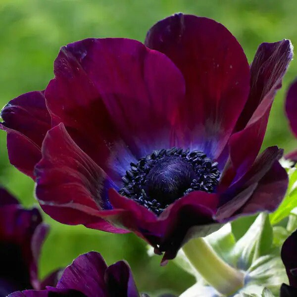 Poppy Violet - Etsy
