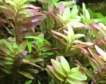 Rotala Macrandra Mini Butterfly 3 Stems - Etsy