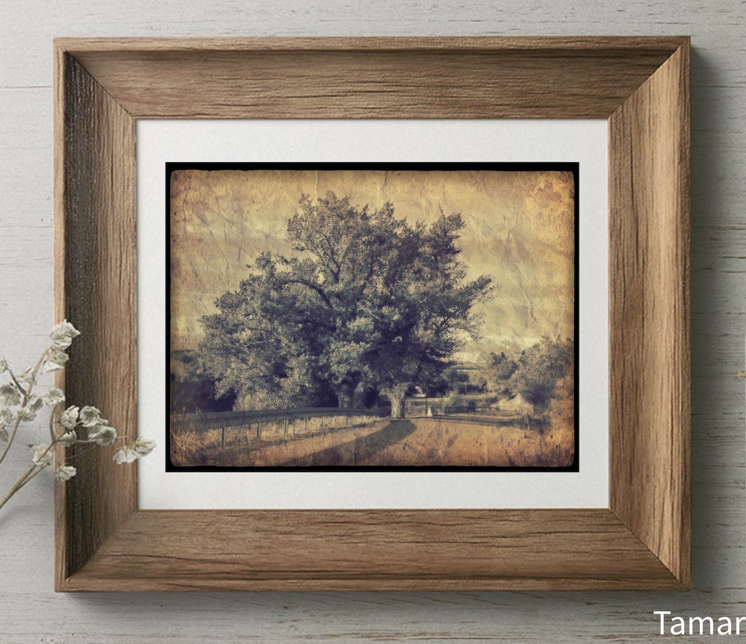 VINTAGE Landscape Art Original Print Vintage Tree Photography - Etsy