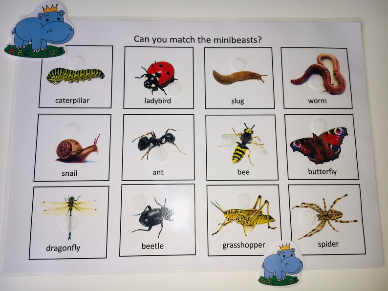 Matching Minibeasts, Insects Game, Bugs, Flash Cards, Pre School, EYFS ...