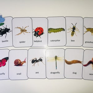 Minibeasts Flashcards, Insects, Flash Cards, Pre School, EYFS, Toddler ...