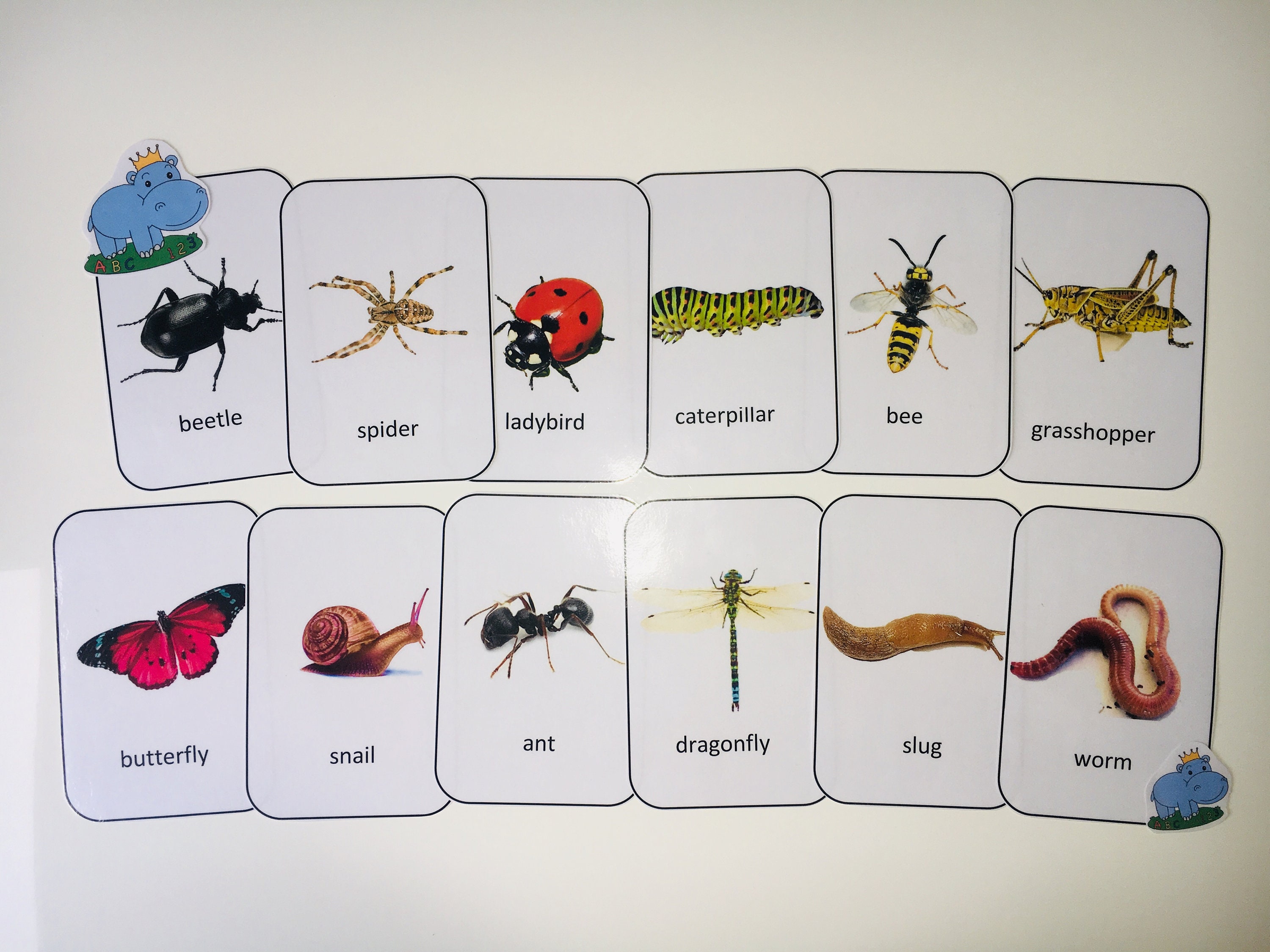Minibeasts Flashcards, Insects, Flash Cards, Pre School, EYFS, Toddler ...