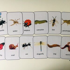 Minibeasts Flashcards, Insects, Flash Cards, Pre School, EYFS, Toddler ...