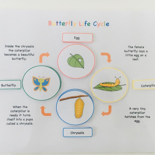 Butterfly Anatomy - Etsy