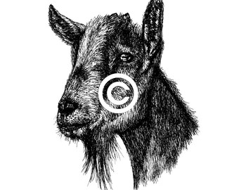 Pygmy Goat Art Print - Hand Drawn Animal Pencil Drawing A4 / A5 Sizes ...