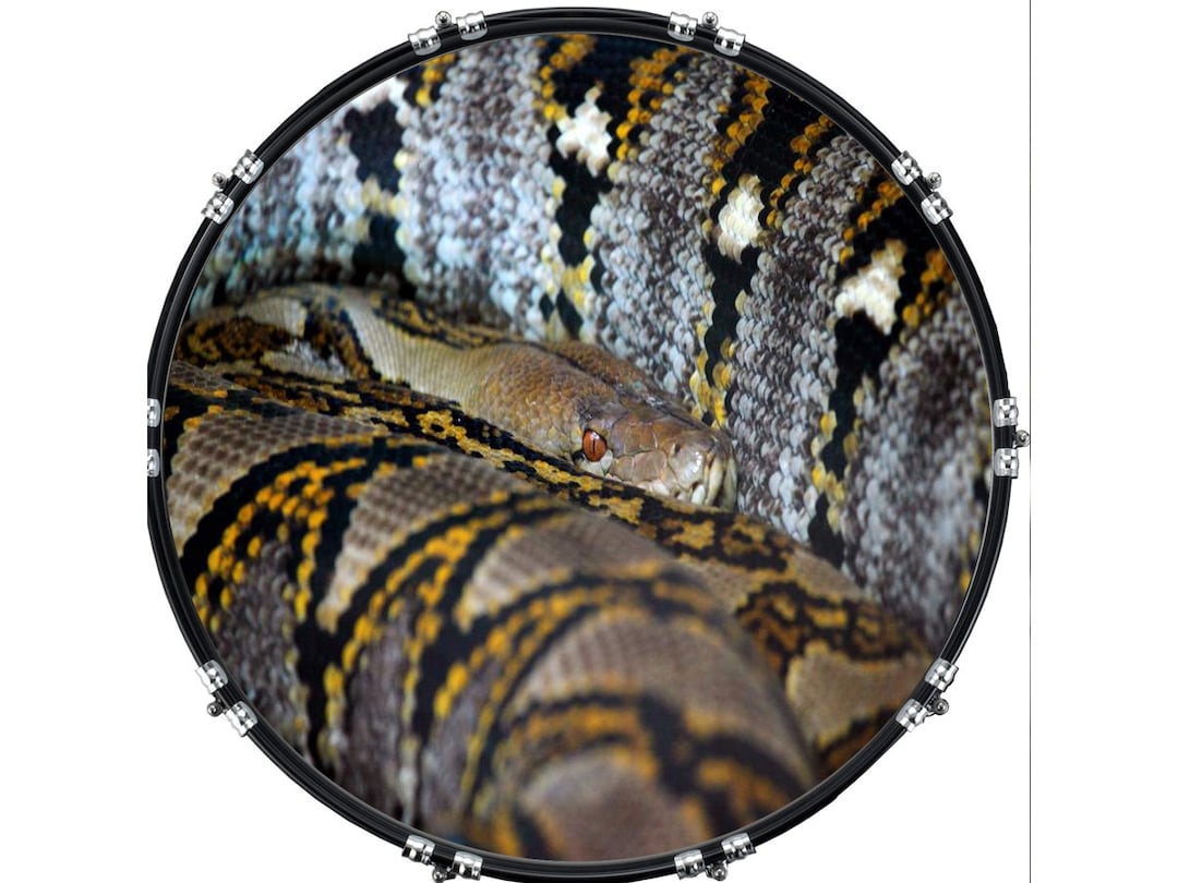 Custom Aquarian Bass Kick Drum Head Front Drumskin Snake Skin 3 - Etsy