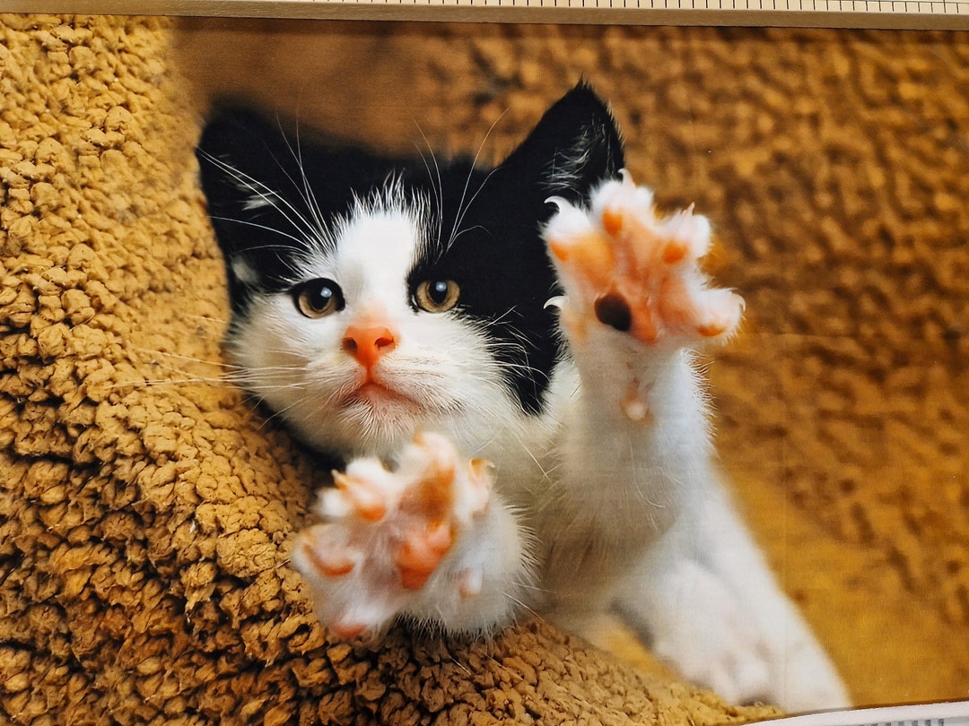 Summer Sweat French Terry Cat 180 Cm Wide X 50 Cm High - Etsy