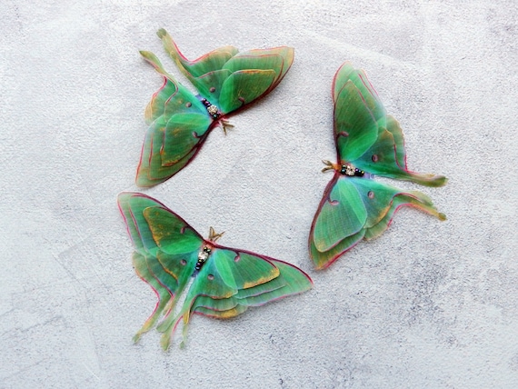 Silk Luna Moth Hair Clips With 3d Double-layer Wings Hair - Etsy
