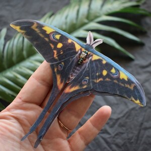 Isis Moon Moth Unique Silk Butterfly Jewelry - Hair Clip or Brooch ...