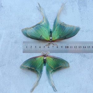 Silk Blue Luna Moth Extra Large Lapel Pin Brooch 3d Three-layered ...