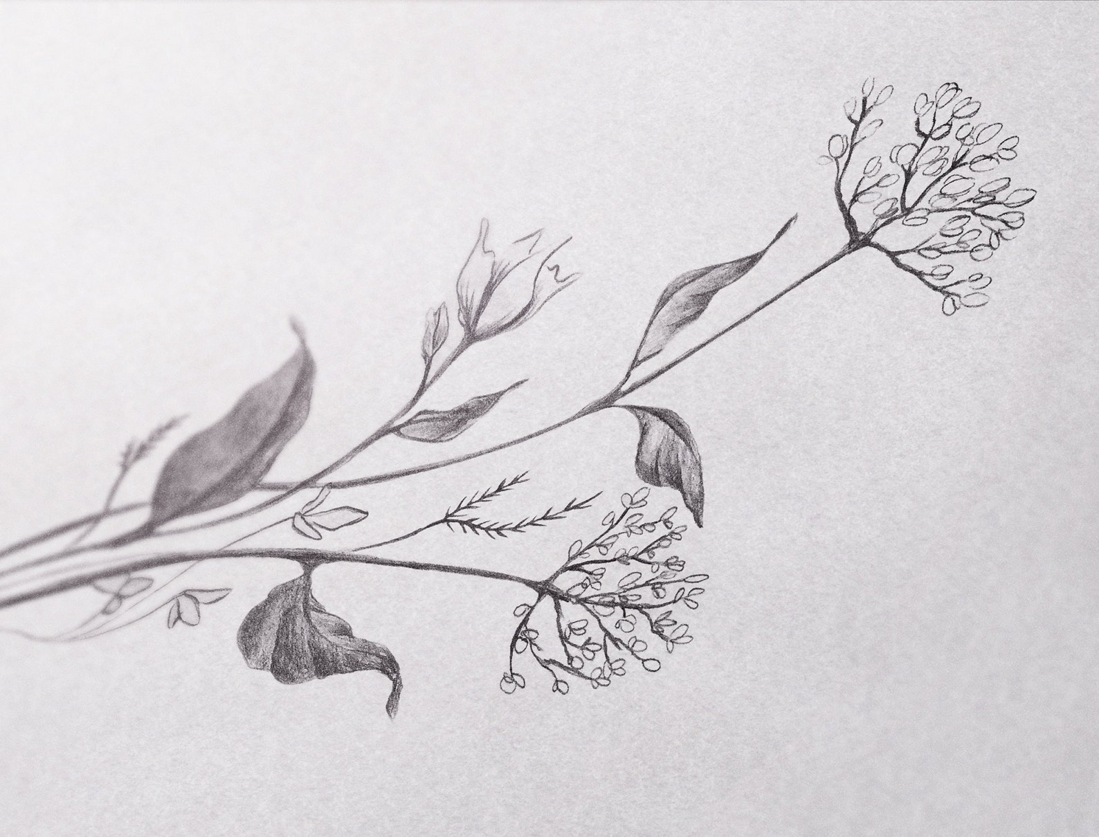 Botanical Spring Flower Bouquet - Modern Minimal Drawing of Simple ...