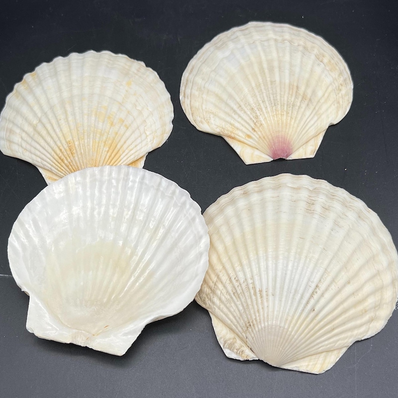 Vintage Seashell Dishes - Etsy