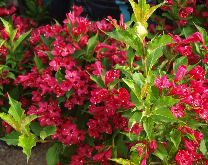 Weigela Sonic Bloom® Red Sonic Bloom Shrub Starter Shrub - Etsy