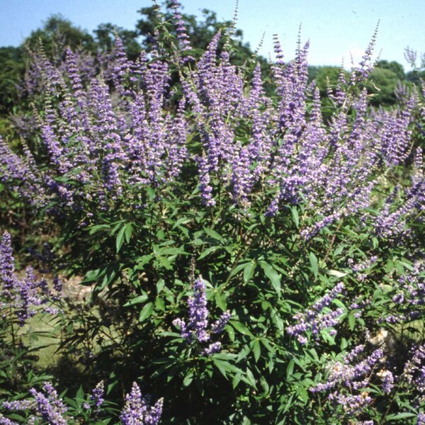 Vitex Tree - Etsy
