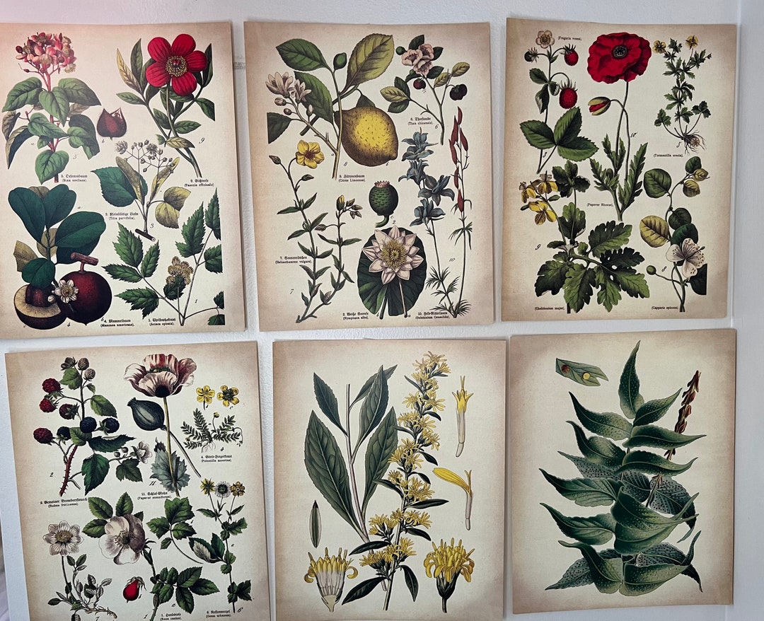 Vintage Botanical Prints, Physical Prints, 8x10 Botanical Prints - Etsy