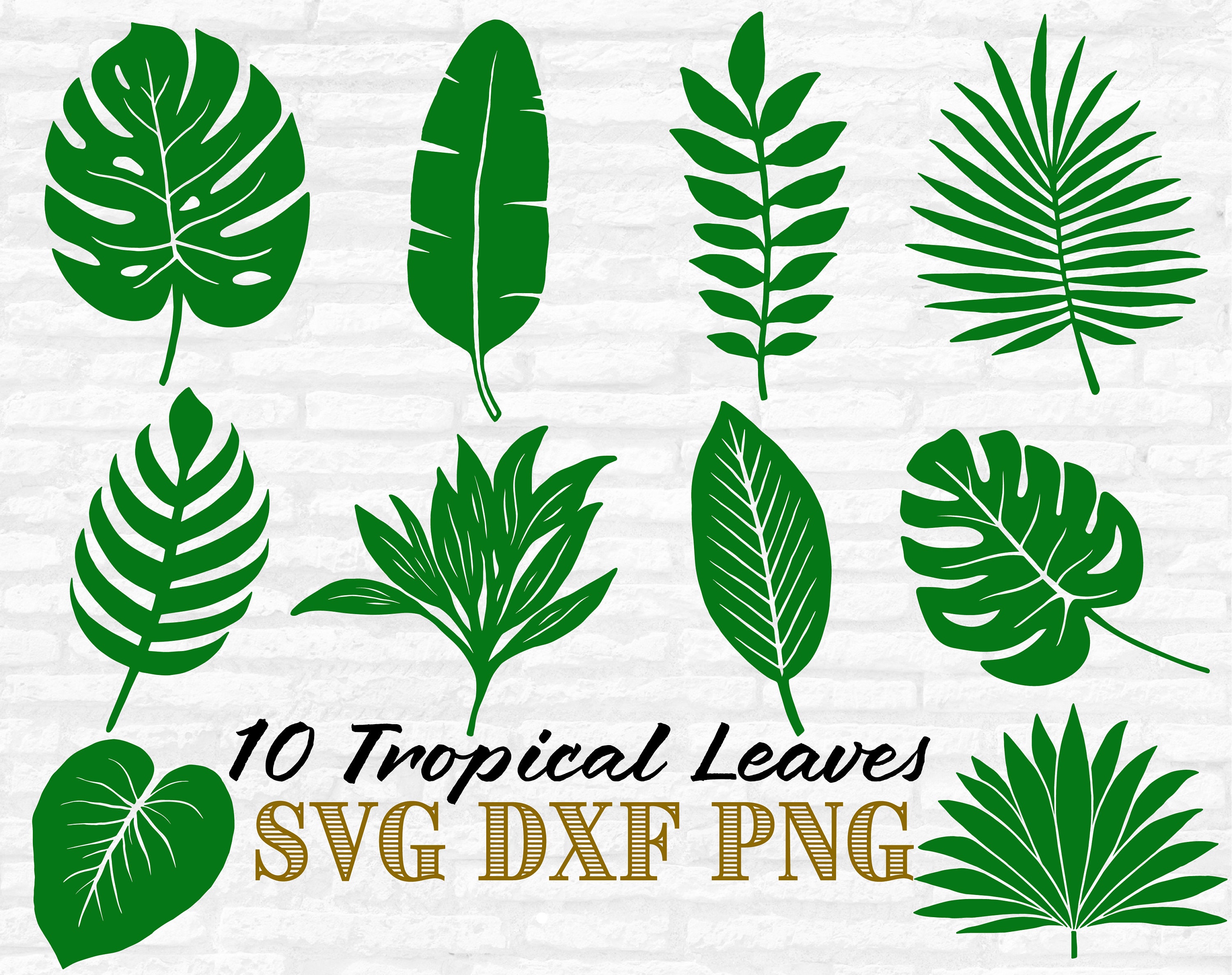 Tropical Leaf Ubicaciondepersonas cdmx gob mx tropical-leaf-ubicaciondepersonas-cdmx-gob-mx