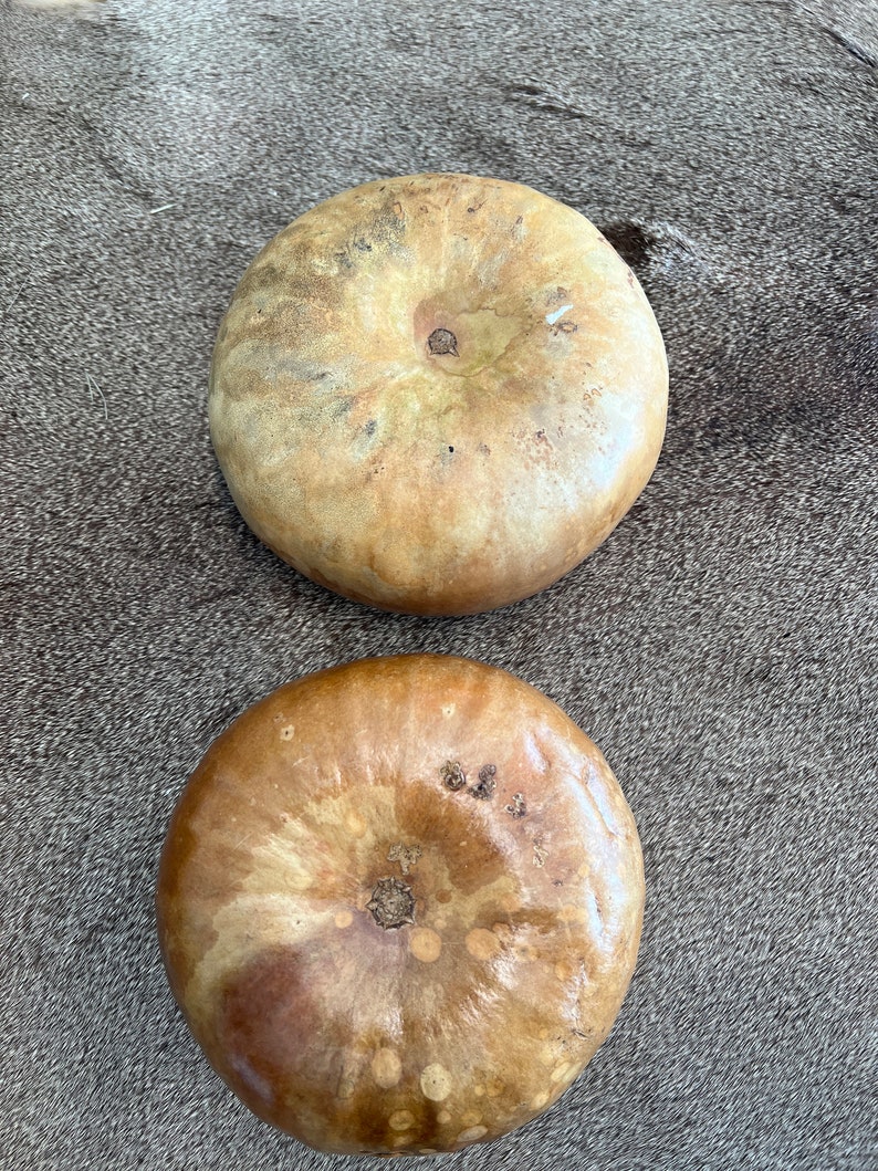 Gourd Bowls - Etsy