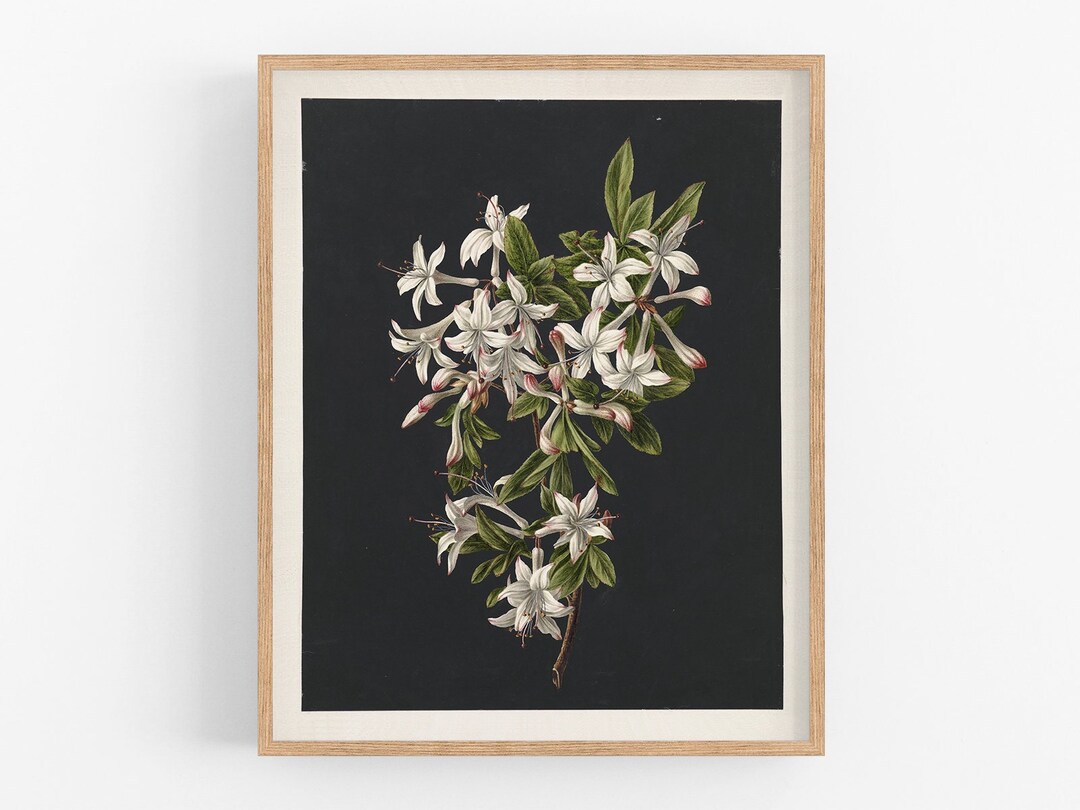 Pink Flower Botanical Vintage Print Vintage Print - Etsy