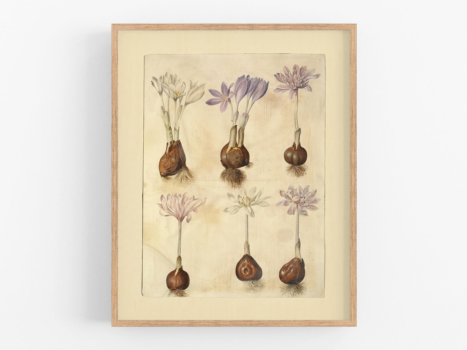 Colchicum Flower Bulbs Botanical Art / Botanical Print / | Etsy