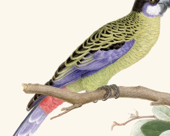 Northern Rosella