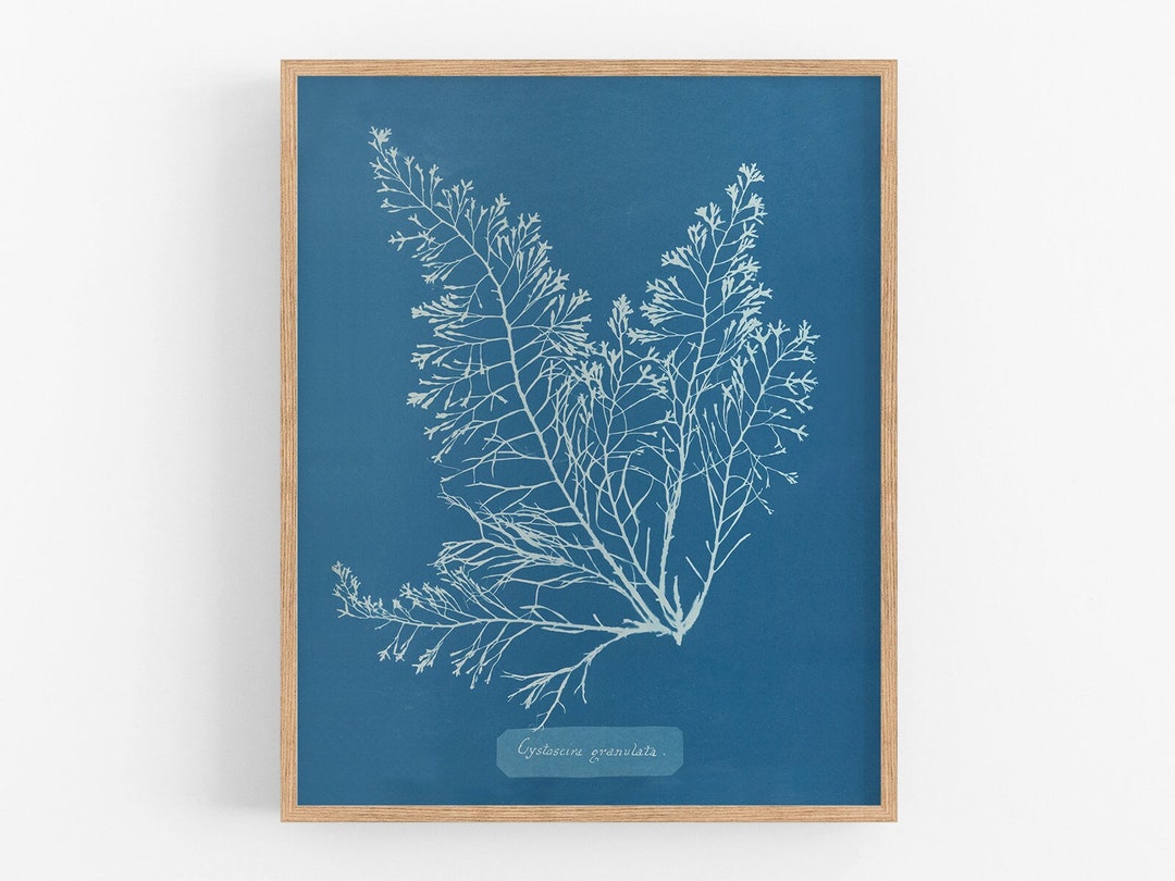 Botanical Ocean Art Print / Botanical Print / Art Print / Seashell ...
