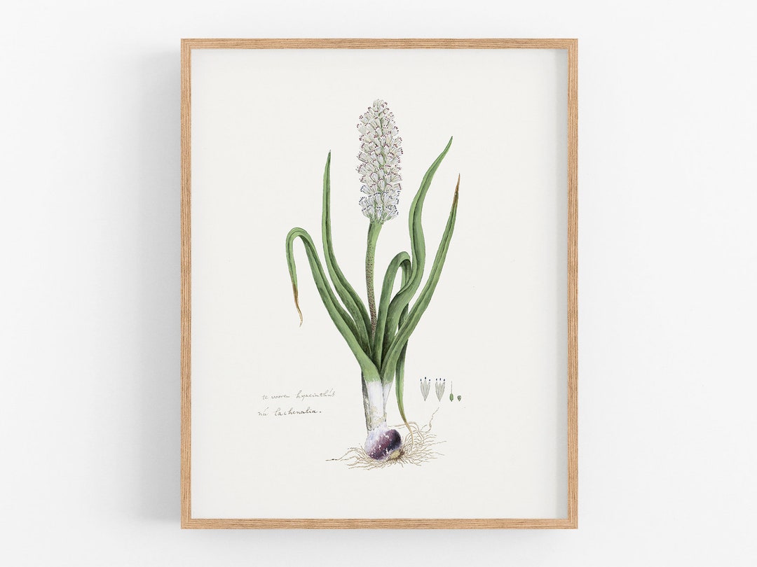 Hyacinth Flower Botanical Art Print - Etsy