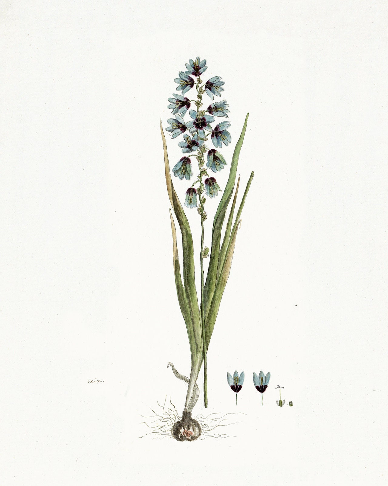 Ixia Flower Botanical Print / Vintage Print / Botanical Print | Etsy