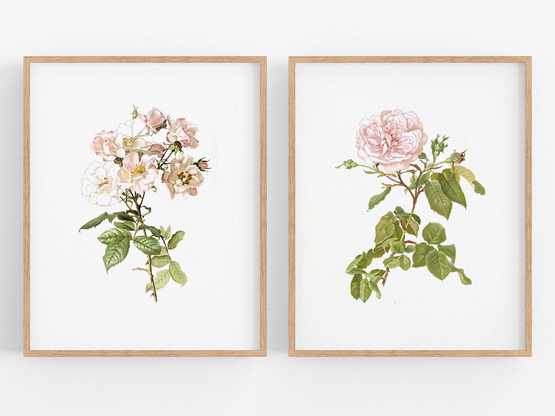 Set of Two Pink Rose Flower Botanical Art Prints / Vintage | Etsy