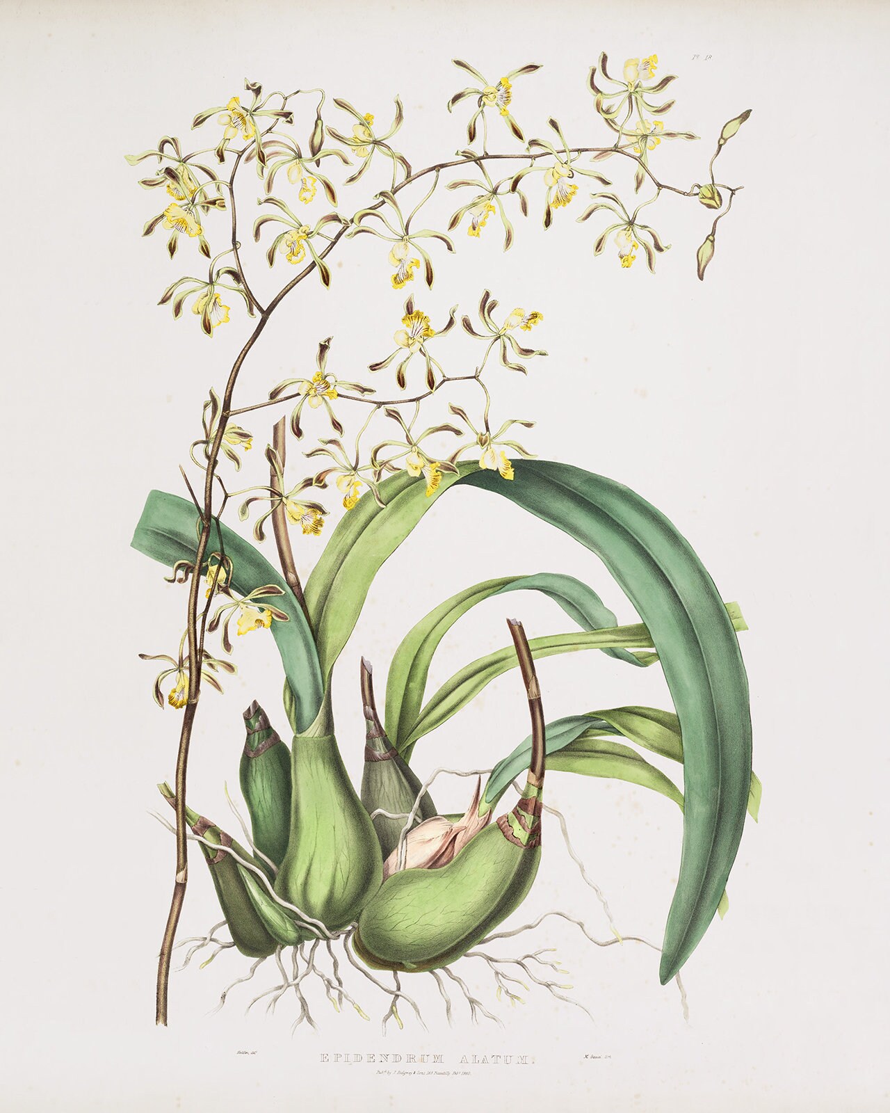 Set of Four Orchid Flower Botanical Prints / Vintage Print / | Etsy