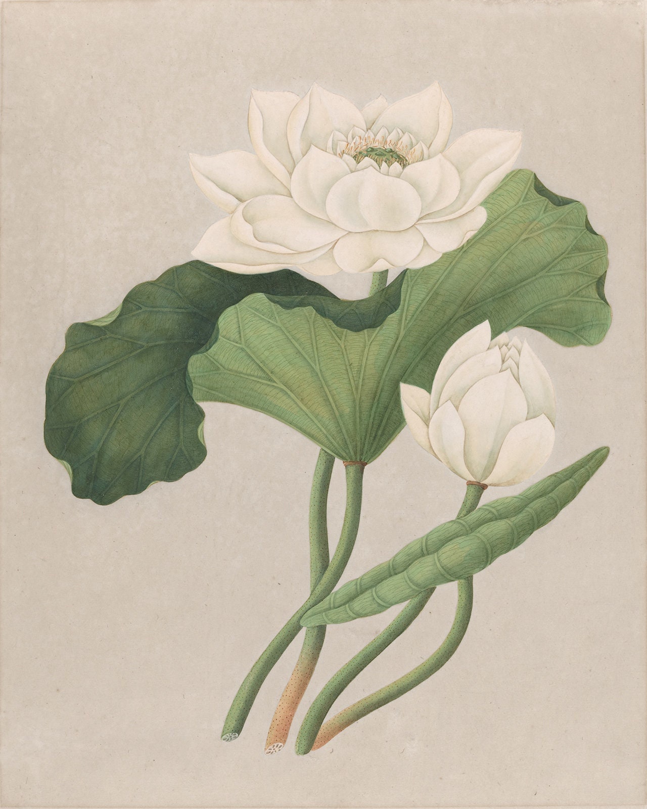 Lotus Plant Illustration