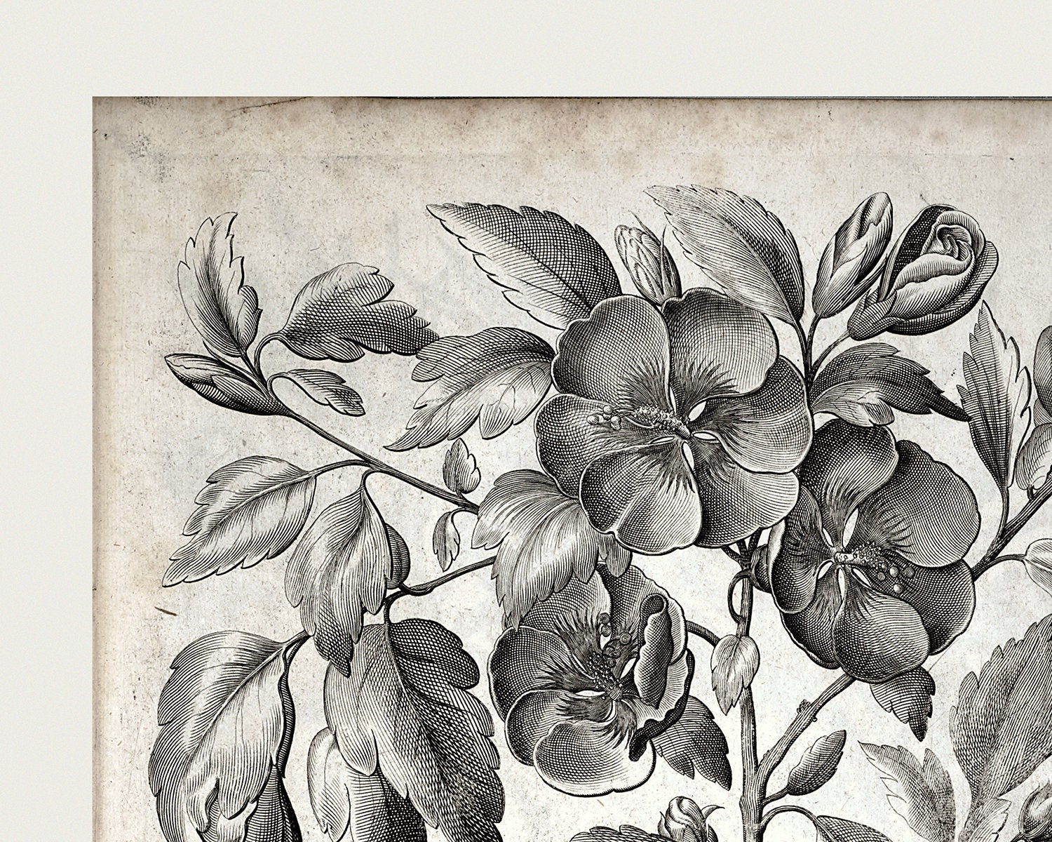 Black and White Vintage Botanical Art / Vintage Print / - Etsy