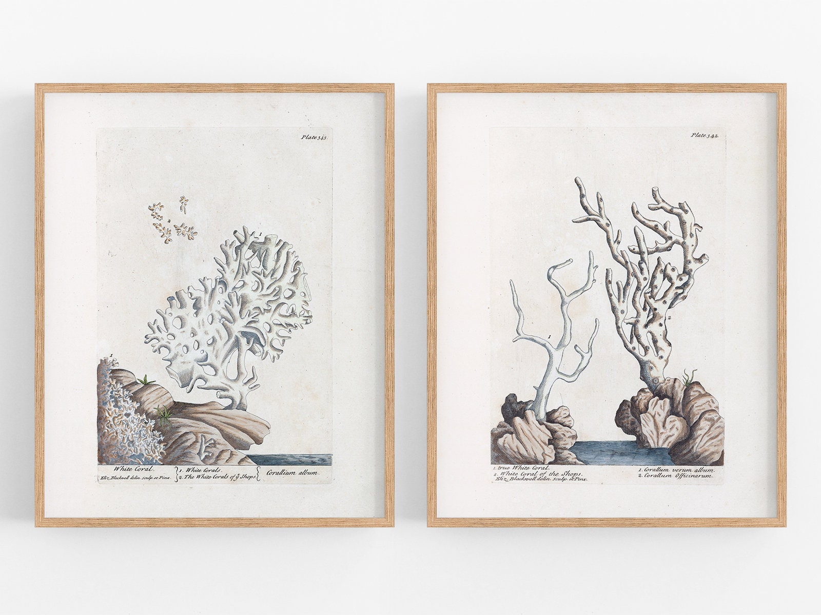 Set of Two White Coral Art Prints / Botanical Print / Art | Etsy
