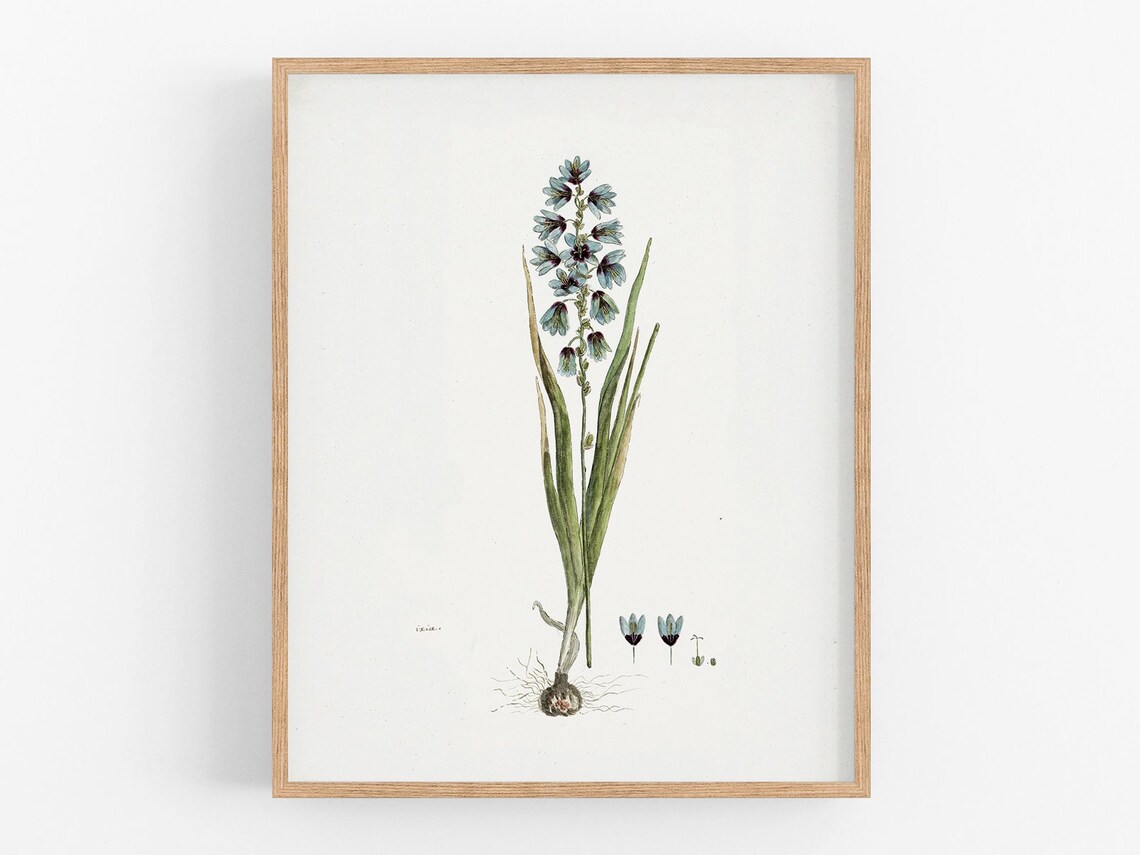 Ixia Flower Botanical Print / Vintage Print / Botanical Print | Etsy