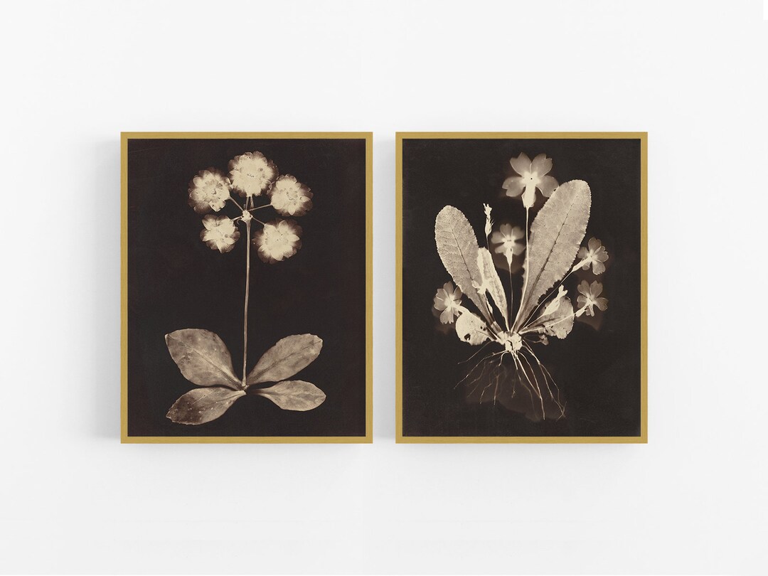 Botanical Flower Photogram, Modern Decor Art Prints - Set of Two - Etsy