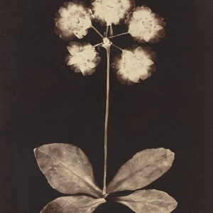 Botanical Flower Photogram, Modern Decor Art Print #1 - Etsy