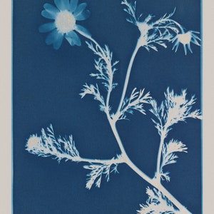 Set of Two Cyanotype Flower Botanical Art Prints / Vintage Print ...
