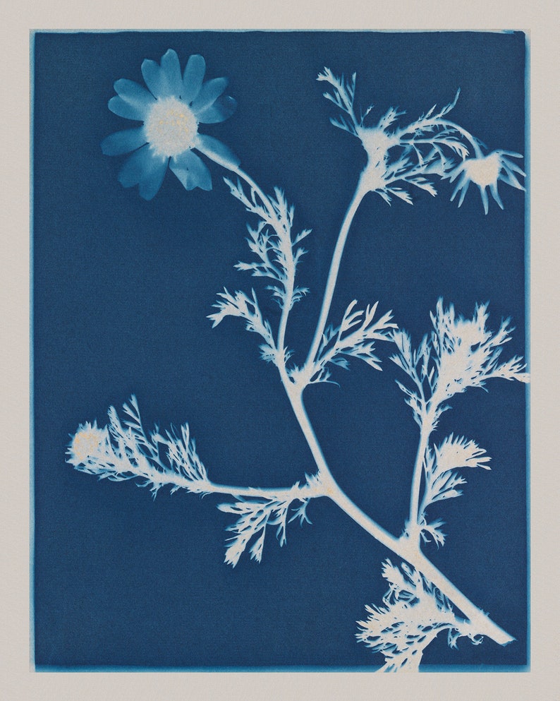 Set of Two Cyanotype Flower Botanical Art Prints / Vintage | Etsy