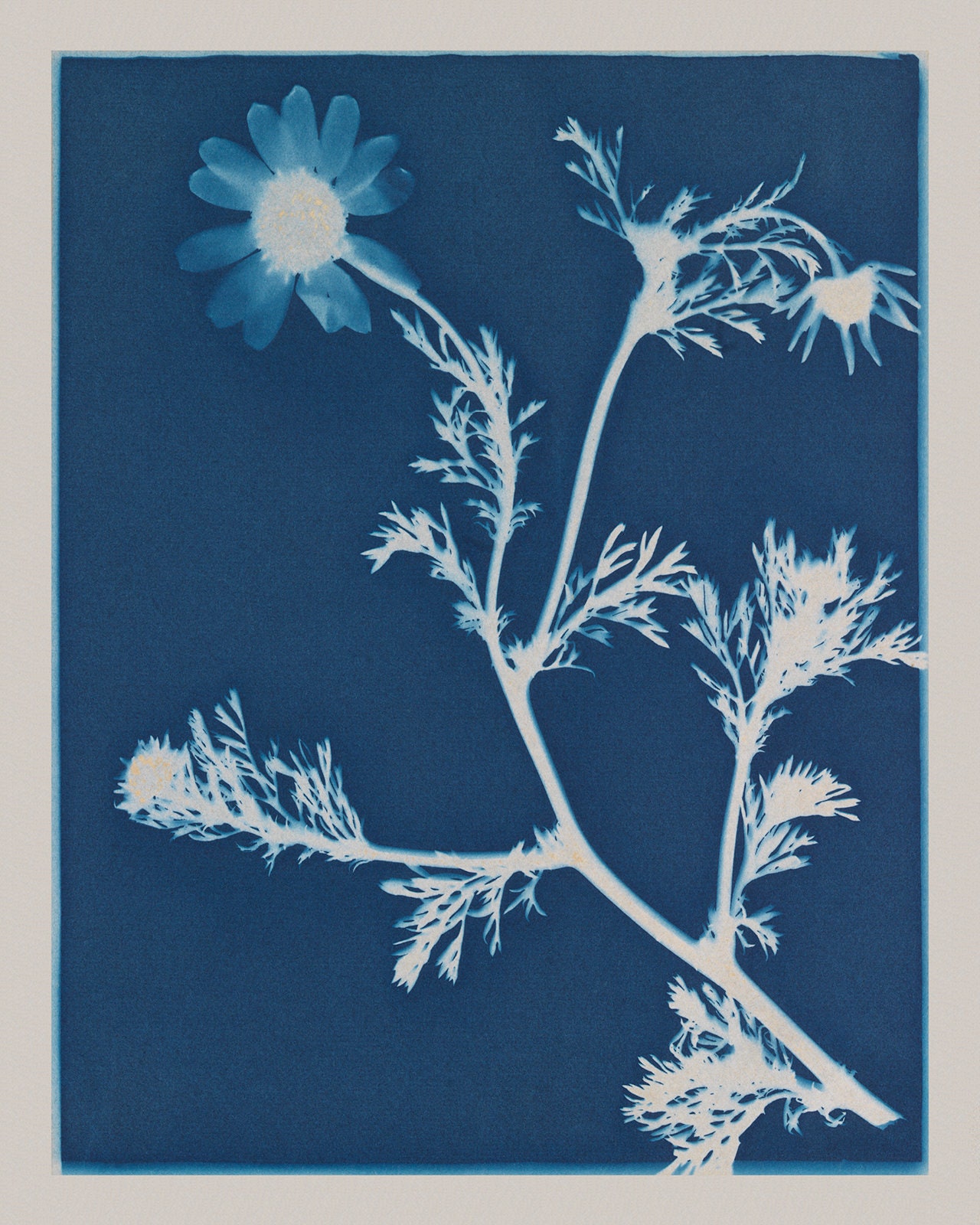 Set of Two Cyanotype Flower Botanical Art Prints / Vintage | Etsy